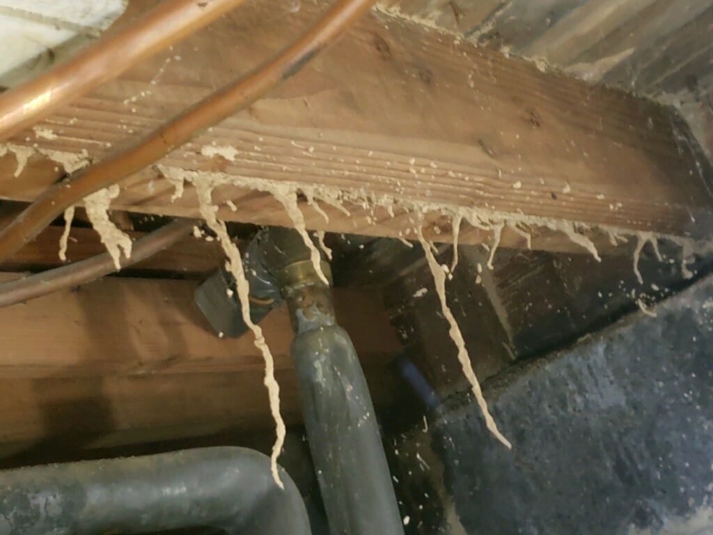 Gallery | Surf Termite & Pest Control